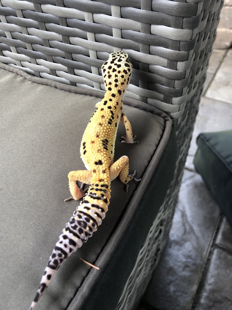 Common Leopard Gecko from 108 N Elm Ave, Elmhurst, IL, US on June 22 ...