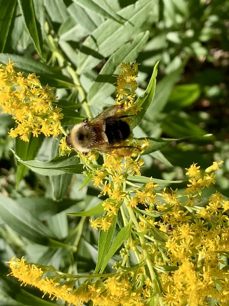 Rusty-patched Bumble Bee in September 2024 by Erin Frith · iNaturalist