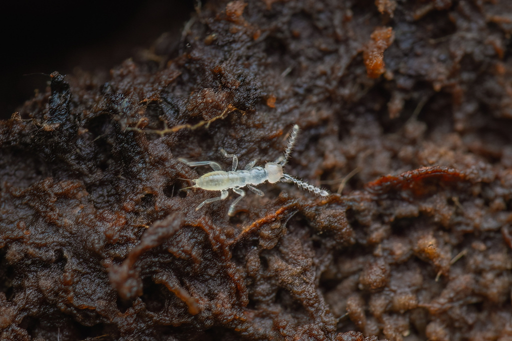 Angel Insects from Faver-Dykes State Park, Saint Augustine, FL, US on ...