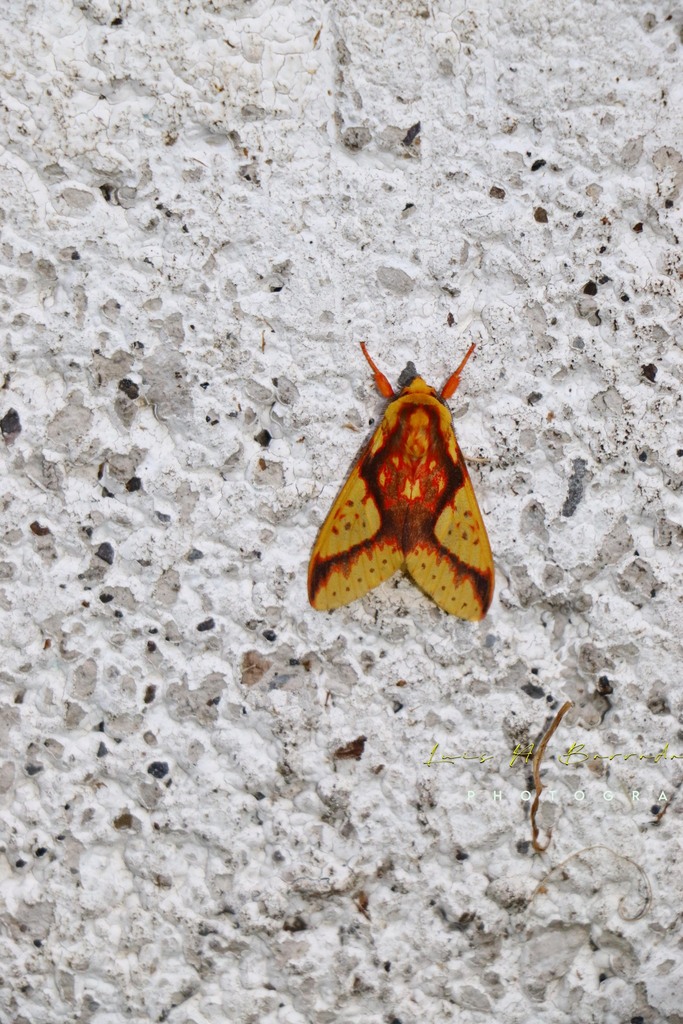 Symphlebia from Rancho El Sinaí, Piedra de Agua, Jilotepec, Ver ...