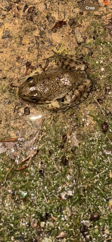 American Bullfrog from Pisgah National Forest, Mills River, NC, US on ...