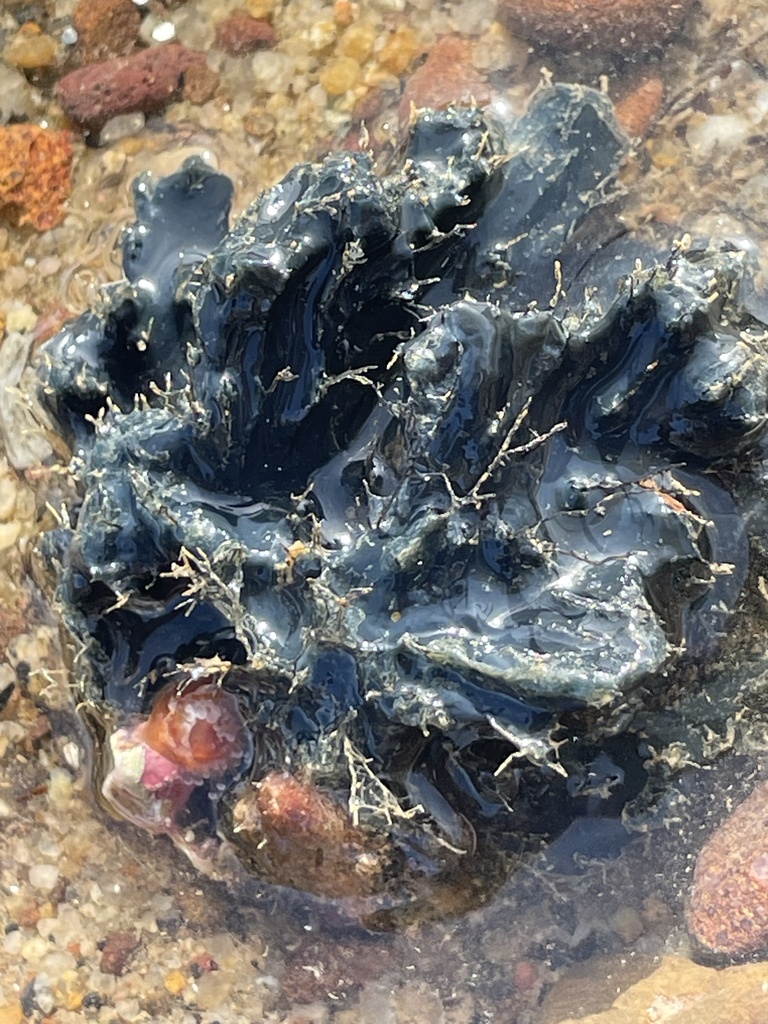 Sponges from Olivers Hill Reserve & Foreshore, Frankston South, VIC, AU ...