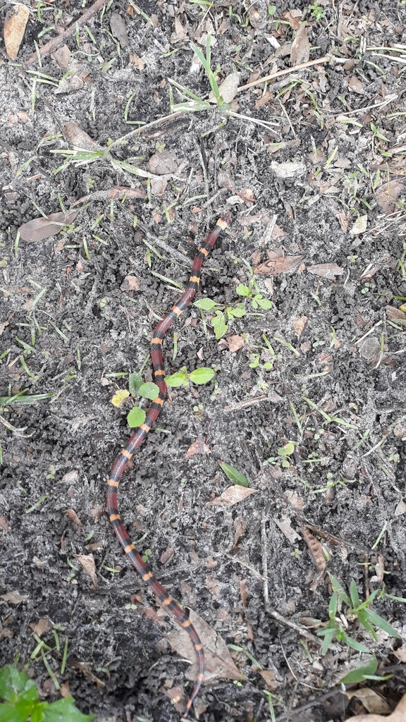 Scarlet Kingsnake from Sarasota, FL 34241, USA on June 22, 2019 at 12: ...