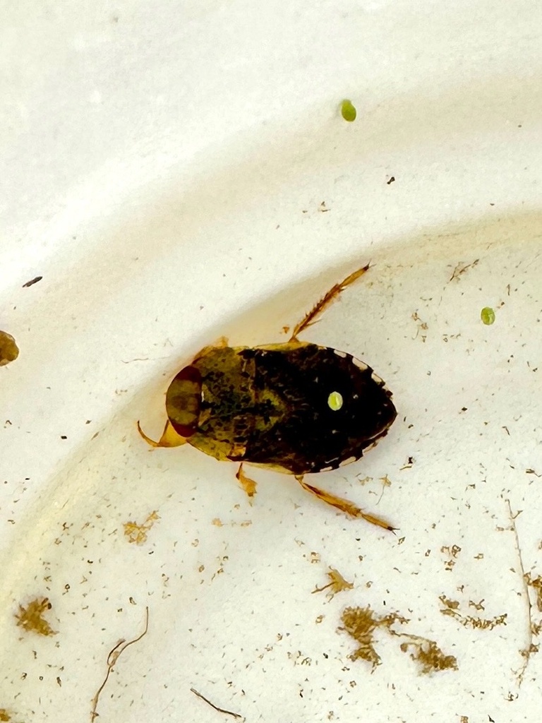 Pelocoris femoratus from Northwest Raleigh, Raleigh, NC, US on October ...