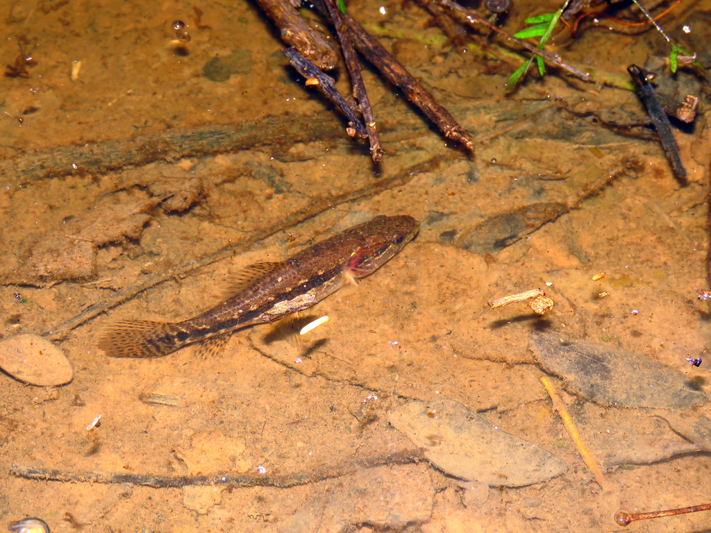 Tararira desde Agustín Codazzi, Cesar, Colombia el 26 de agosto de 2024 ...