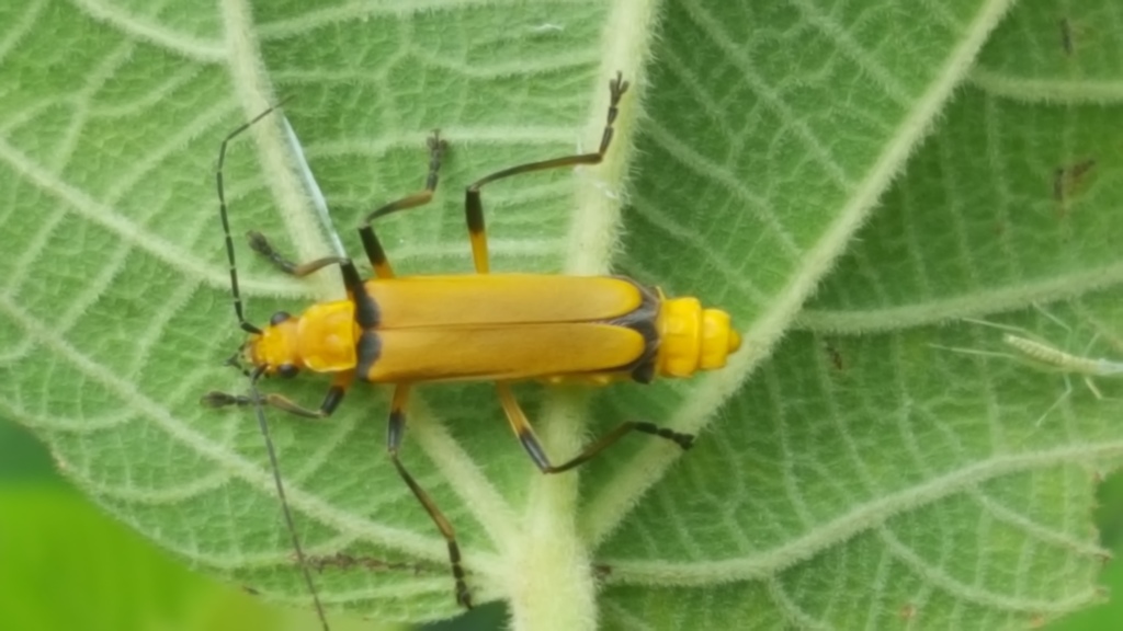 Chauliognathus from Jilotepec, Ver., México on June 22, 2019 at 09:48 ...