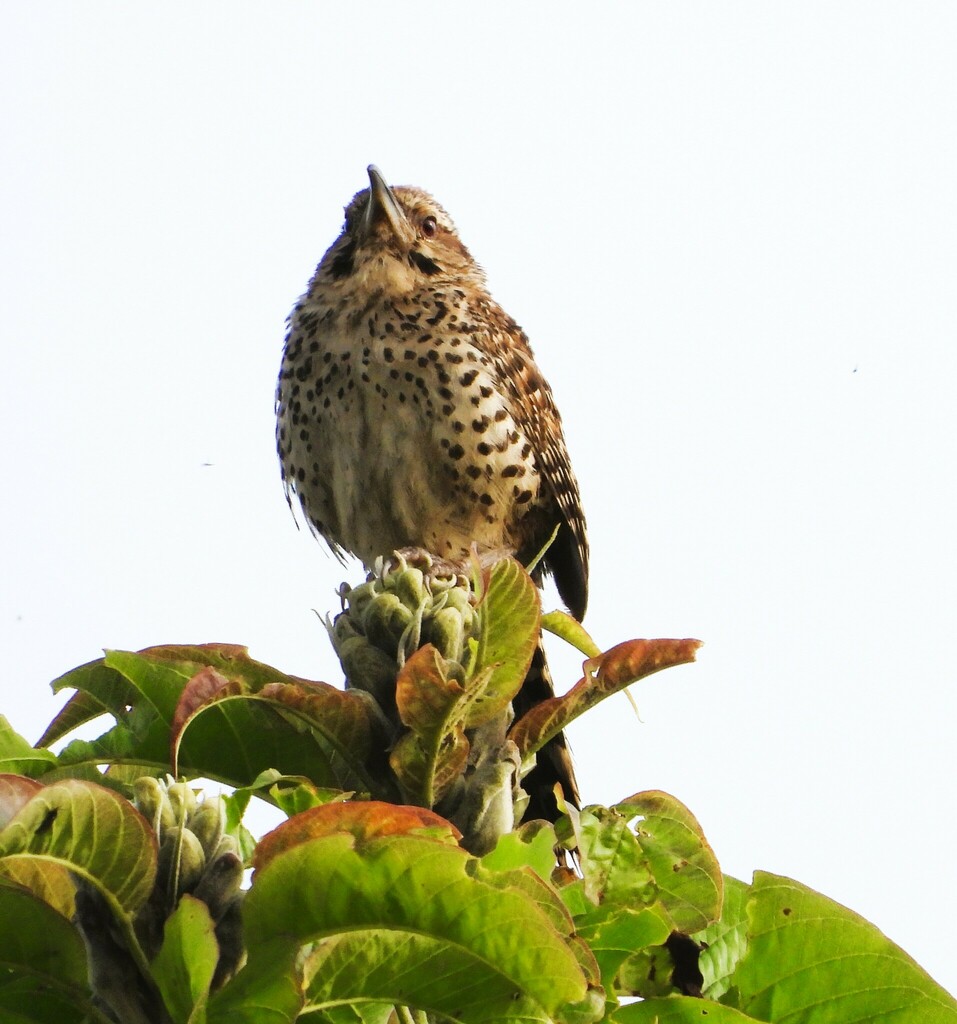 Spotted Wren from 58342 San Antonio Parangare, Mich., México on ...