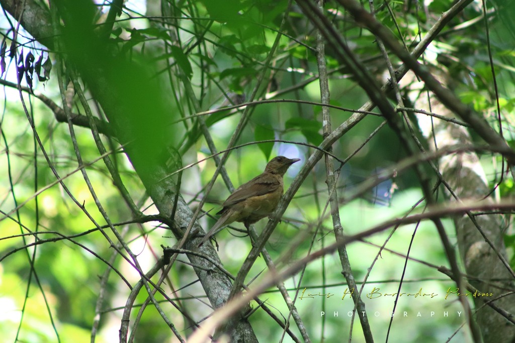 Mirlo Café desde Nido del Halcón, Col Santa Bárbara, Ver., México el 03 ...