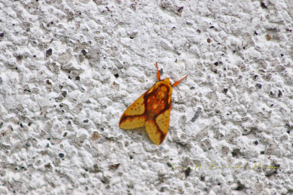 Symphlebia alinda from jilotepec, ver on September 3, 2024 at 12:21 PM ...