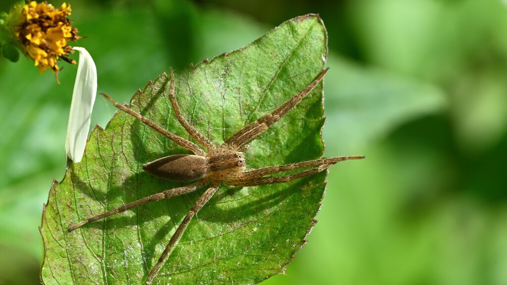 Dolomedes sulfureus from 308台灣新竹縣寶山鄉深井二路 on February 19, 2023 at 10:33 ...
