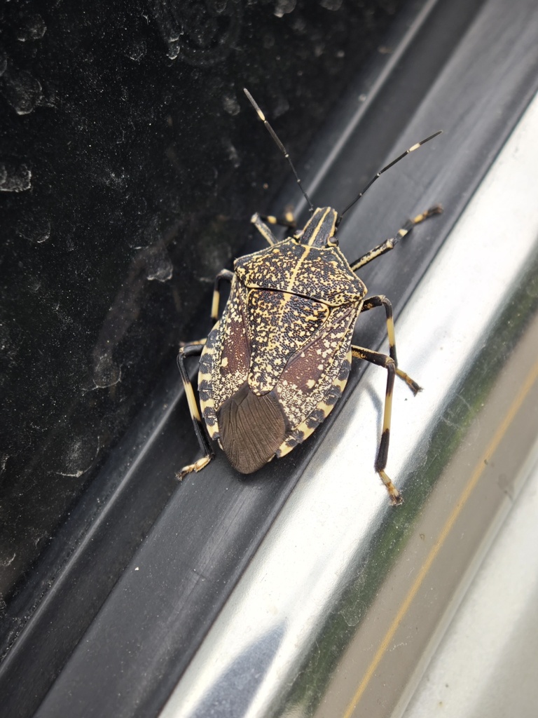 Yellow-spotted Stink Bug in September 2024 by zeniazhang · iNaturalist