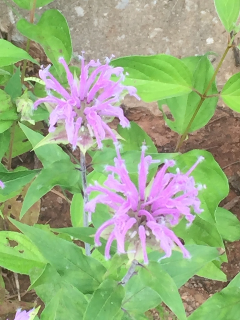 wild bergamot from 4990–5256 N Douglas Blvd, Edmond, OK, US on June 22 ...