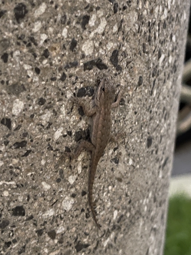 Western Fence Lizard from 22nd St, San Diego, CA, US on September 3 ...