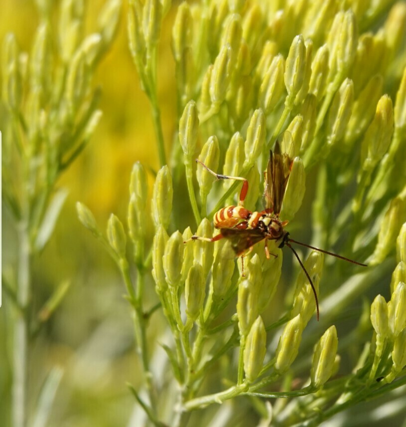 Banchus from Denver Audubon Nature Center on September 3, 2024 at 10:15 ...