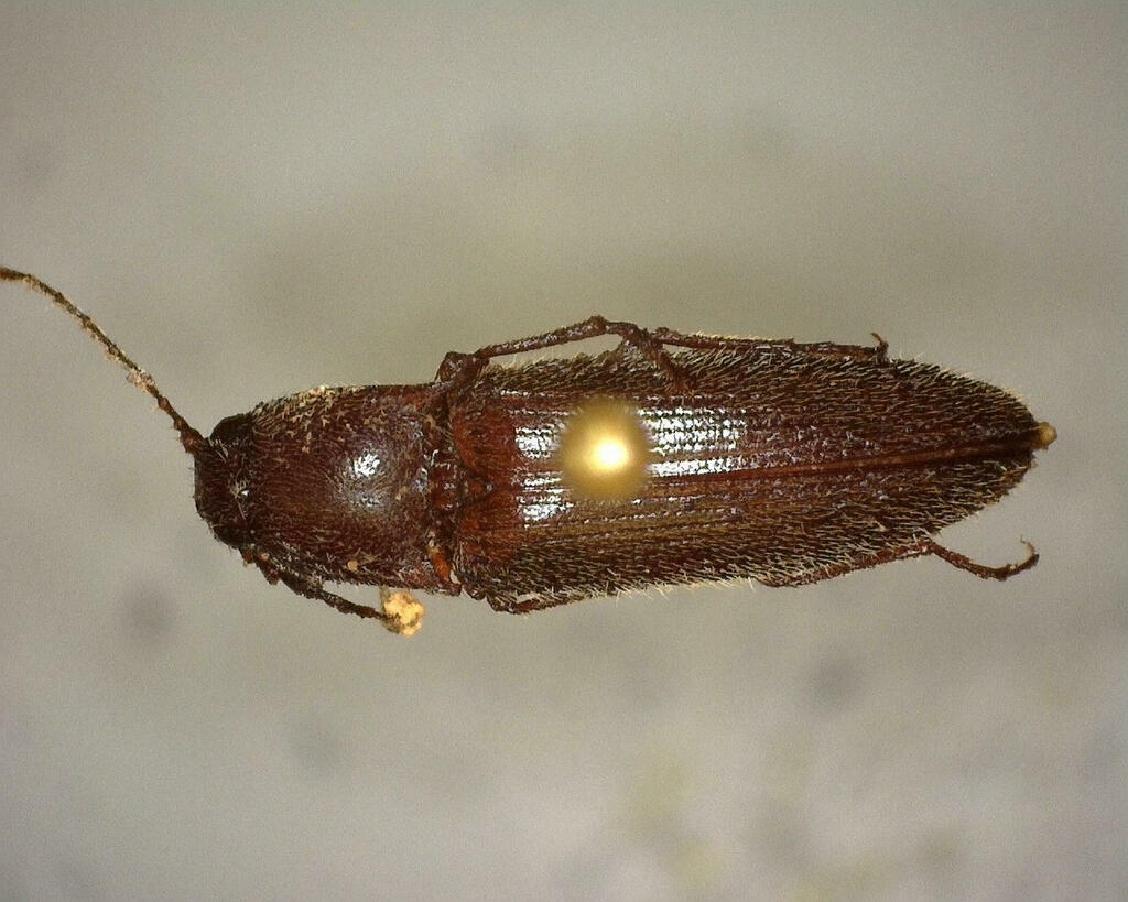 Dipropus simplex from Kimble County, TX, USA on May 16, 2024 at 12:25 ...