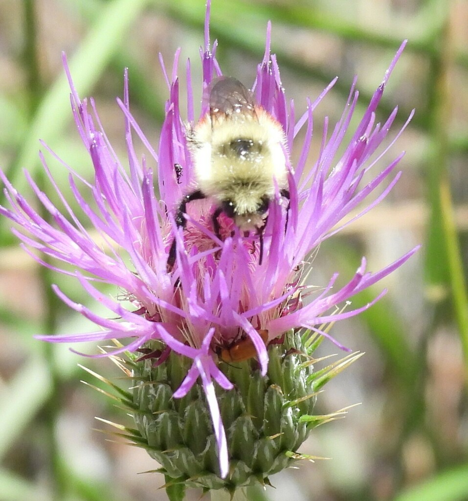Hunt's Bumble Bee from Incinerator Ridge Rd, Arizona 85619, USA on ...