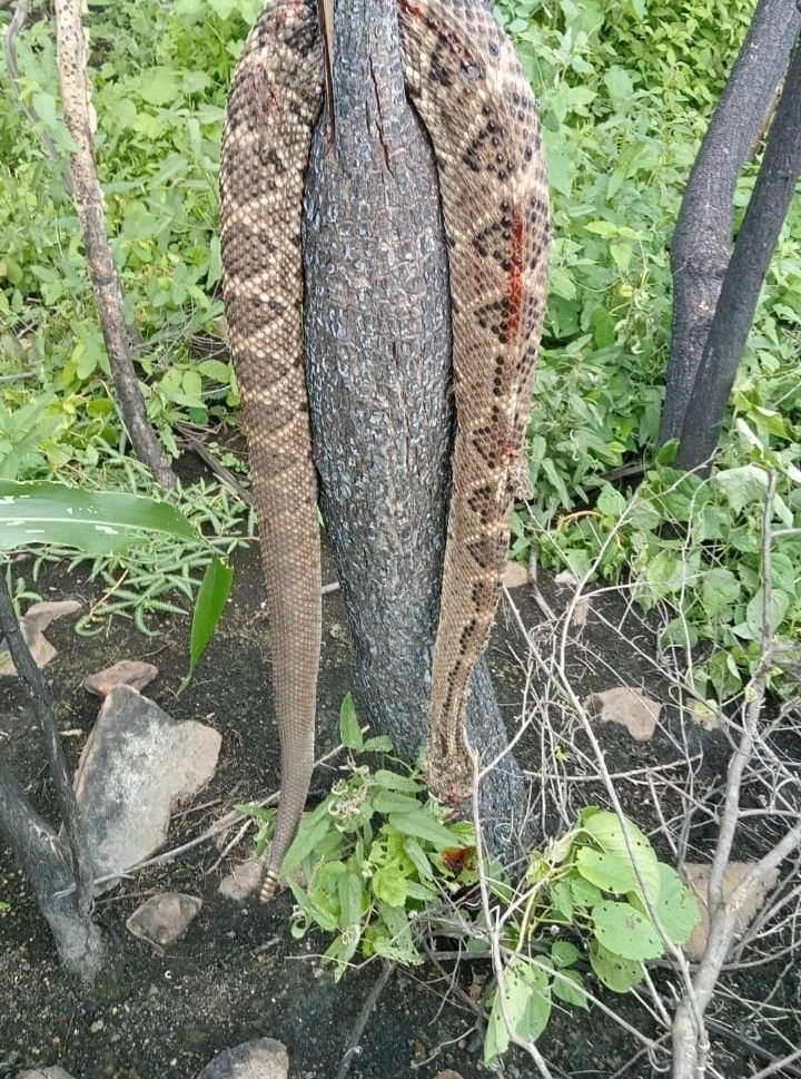 Basilisk Rattlesnake from 61659 Mich., México on September 1, 2024 at ...