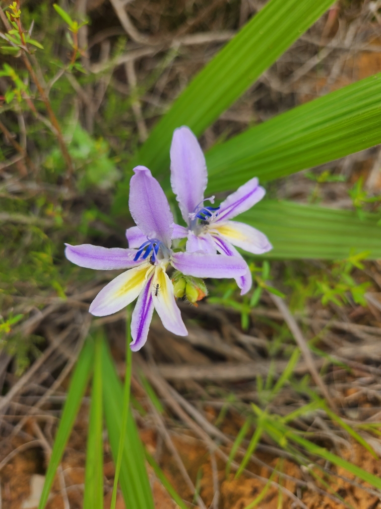 Baboon Root from Bergrivier Municipality, South Africa on September 3 ...