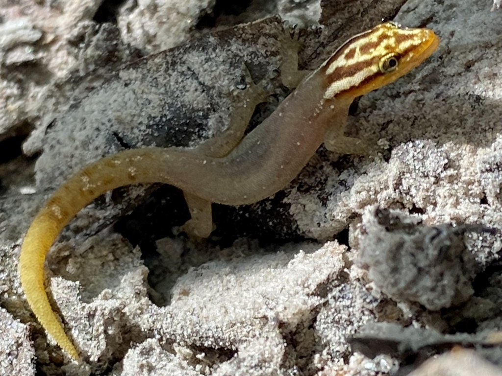 Tobago Least Gecko from Trinidad, Trinidad and Tobago, TT on September ...