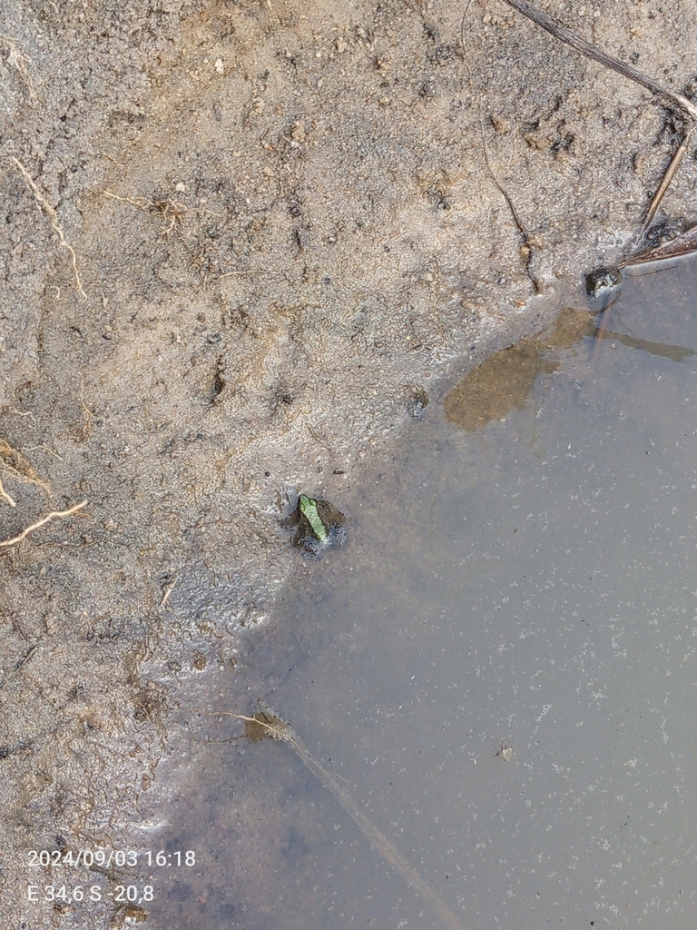 Eastern puddle frog from Divinhe, Moçambique on September 3, 2024 at 04 ...