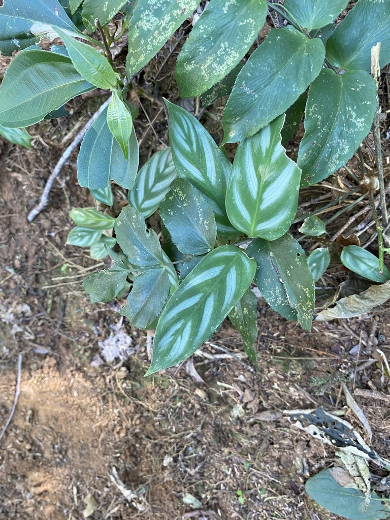 Stromanthe thalia from São José dos Campos, SP, BR on September 4, 2024 ...