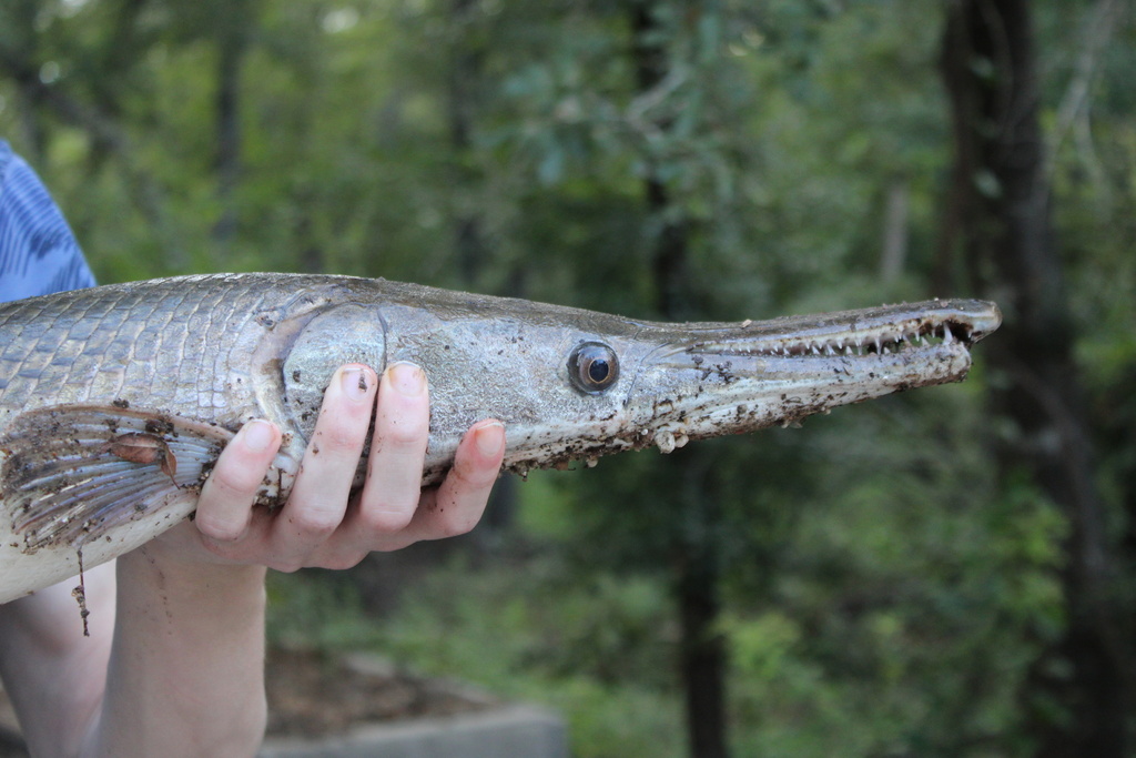 Alligator Gar from Tennessee Colony, TX, US on September 2, 2024 at 08: ...