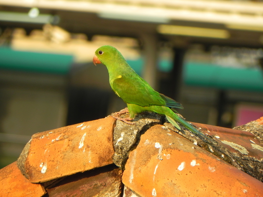 Plain Parakeet from Avenida Jair Ribeiro da Silva, São Paulo, SP, BR on ...