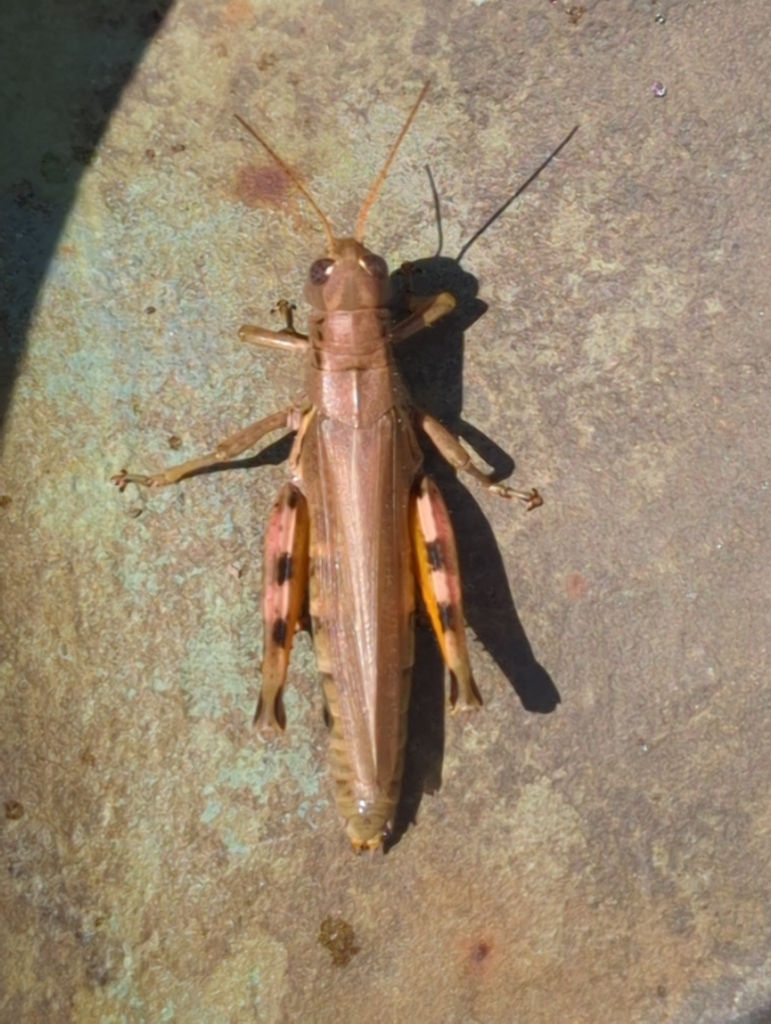 Differential Grasshopper from Plainfield Charter Township, MI, USA on ...