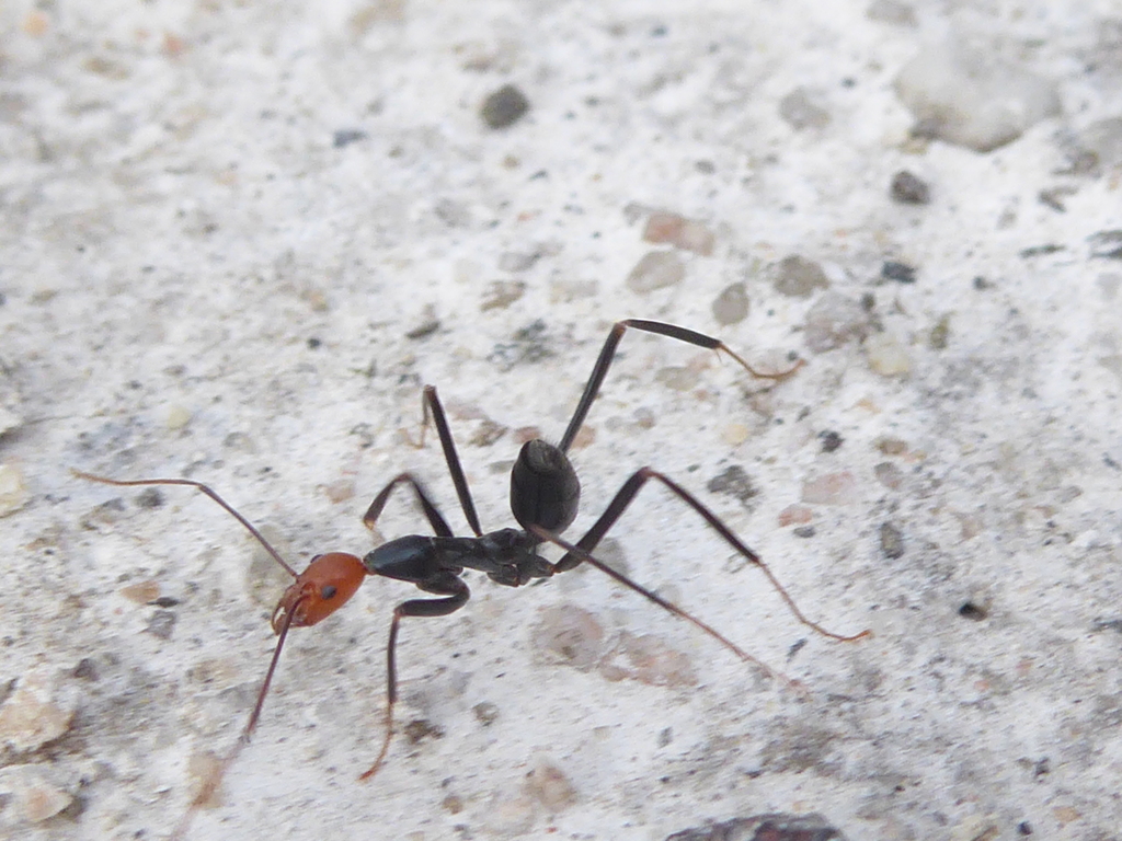Red-headed Spider Ant from Moe VIC 3825, Australia on September 4, 2024 ...