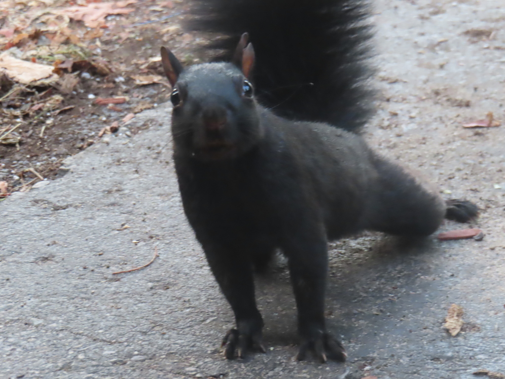 Eastern Gray Squirrel from Port Elgin, ON, Canada on September 3, 2024 ...