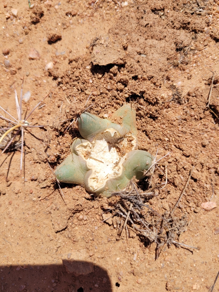 Long-tubercled Cory Cactus in September 2024 by Kaysie Cox · iNaturalist