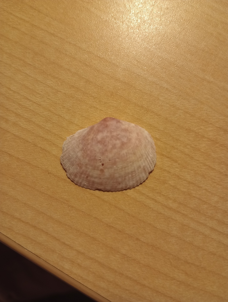 Broad Paper Cockle from St. Petersburg, FL 33715, USA on September 4 ...