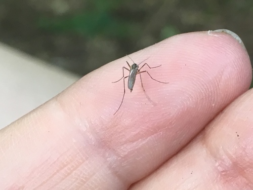 Aedes abserratus · iNaturalist
