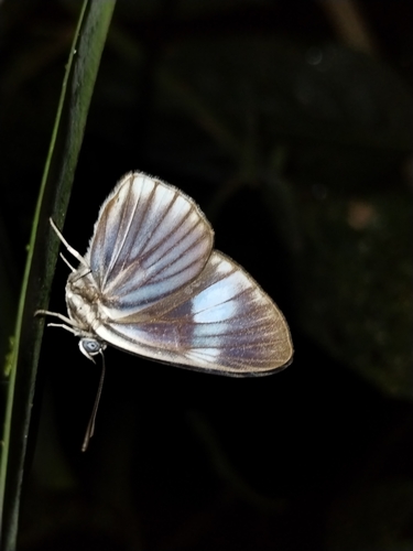 Setabis lagus · iNaturalist