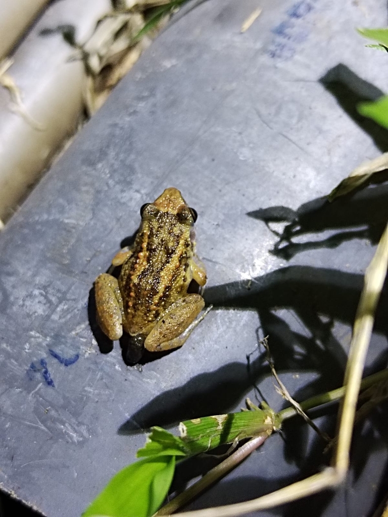 Greenhouse Frog from 59FV+5C2, Limón, Pocora, Costa Rica on September 4 ...
