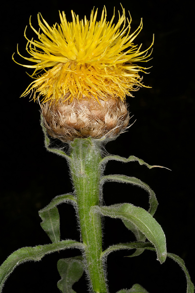 Giant Knapweed from Vayots Dzor Province, Armenia on August 08, 2015 at ...