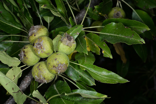 Variety Pyrus syriaca pseudosyriaca · iNaturalist