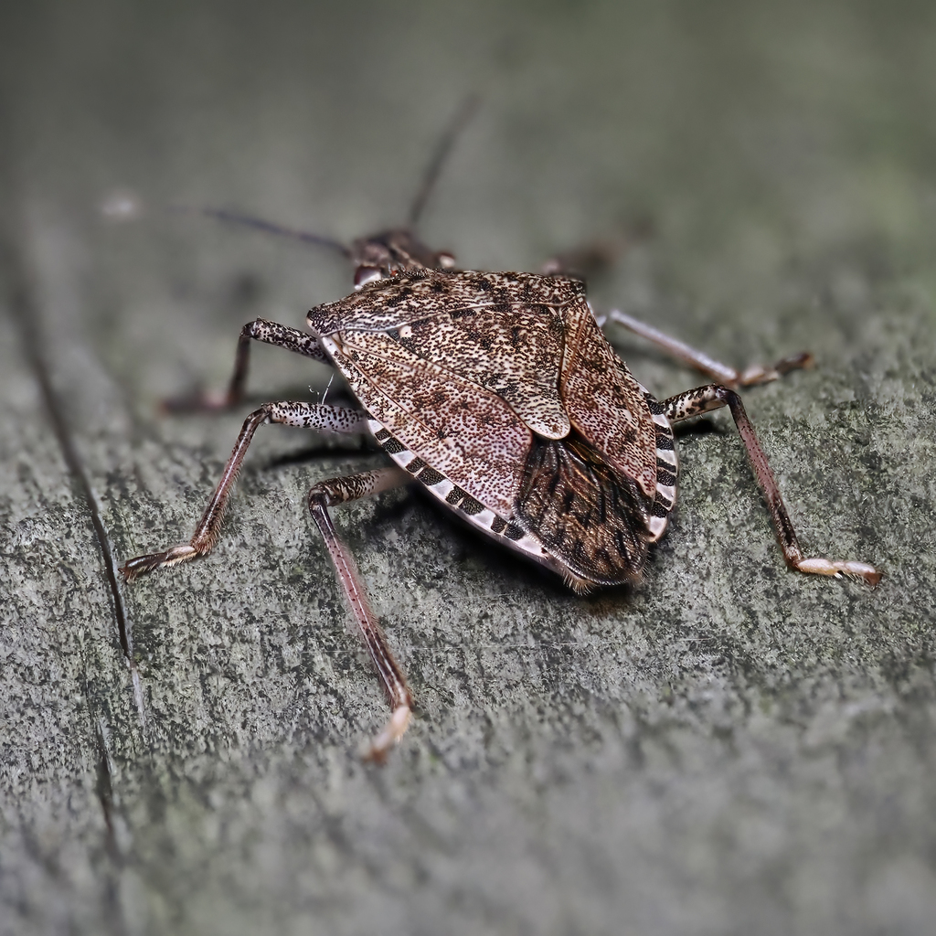 Brown Marmorated Stink Bug from 1111 Clark County, OH, USA on September ...