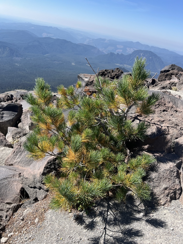 Whitebark Pine from Monitor Ridge Trail (Climbing Route), Carson, WA ...