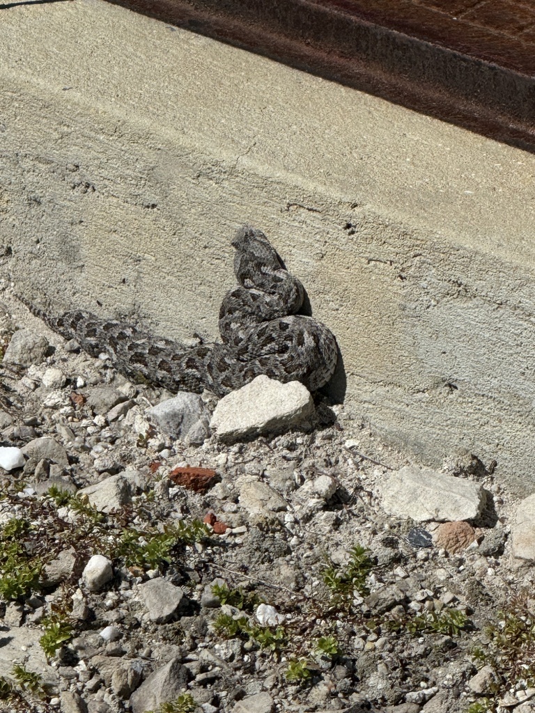 Southern Adder in August 2024 by Retha van Staden · iNaturalist