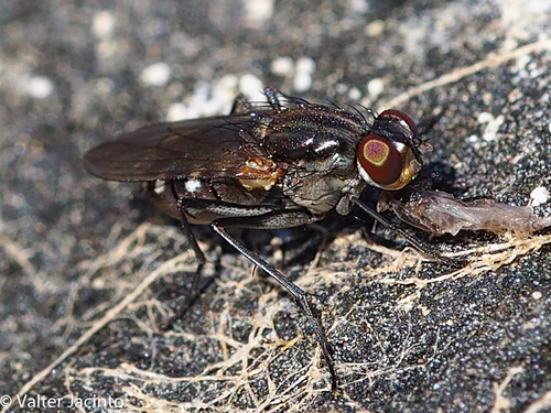 Lispe nivalis · iNaturalist