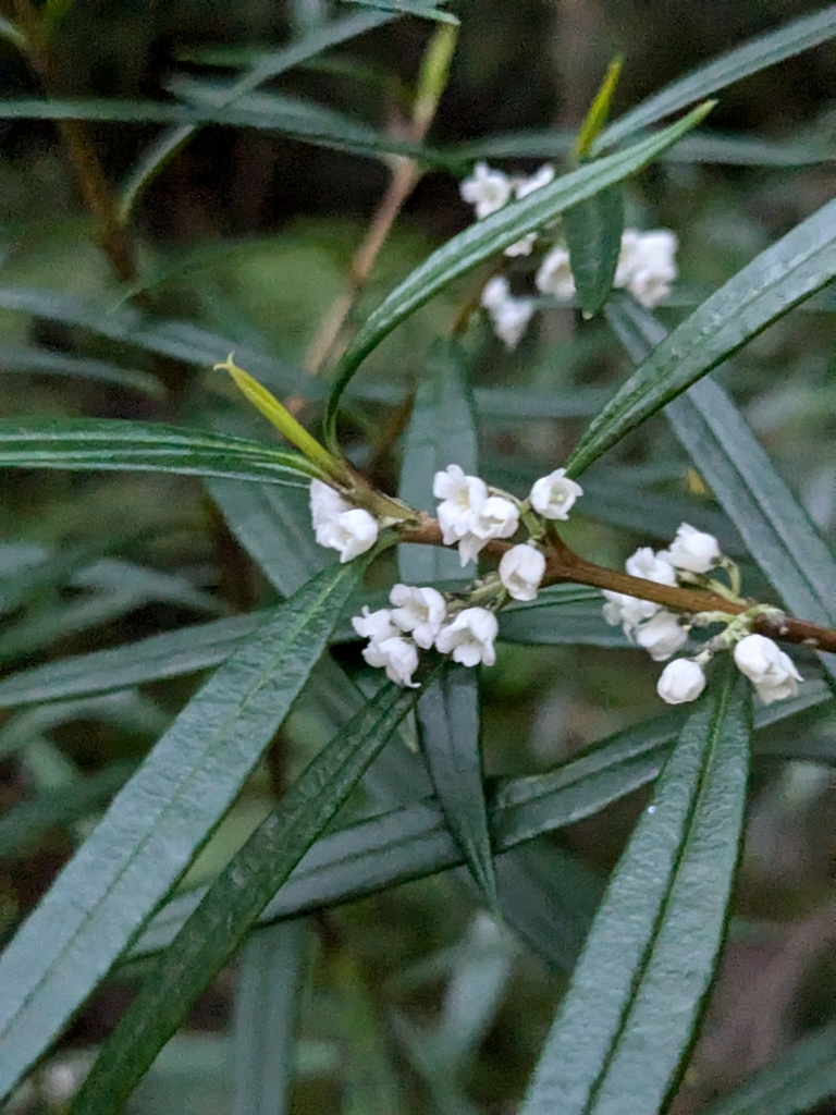 Logania albiflora from Springbrook QLD 4213, Australia on September 5 ...
