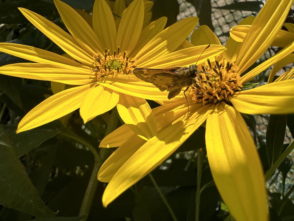 Huron Sachem from University of Pittsburgh, Pittsburgh, PA, US on ...