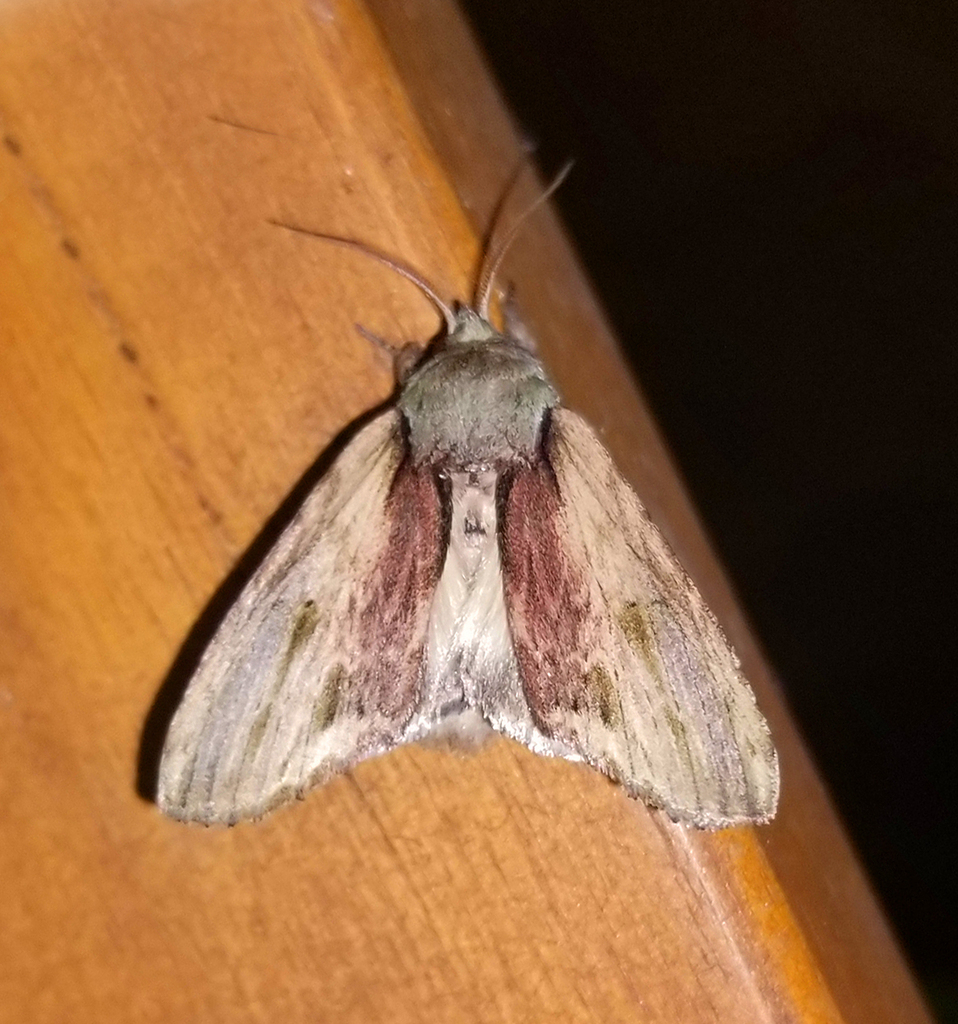 Red-humped Caterpillar Moth from Fentress County, TN, USA on September ...