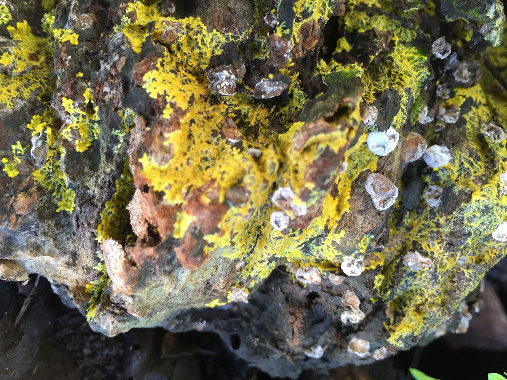 slime molds from 1717 Longview Dr, Baton Rouge, LA, US on July 16, 2016 ...