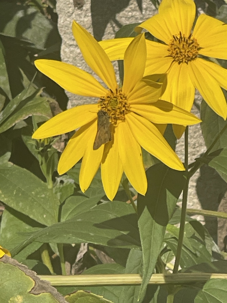 Huron Sachem from University of Pittsburgh, Pittsburgh, PA, US on ...