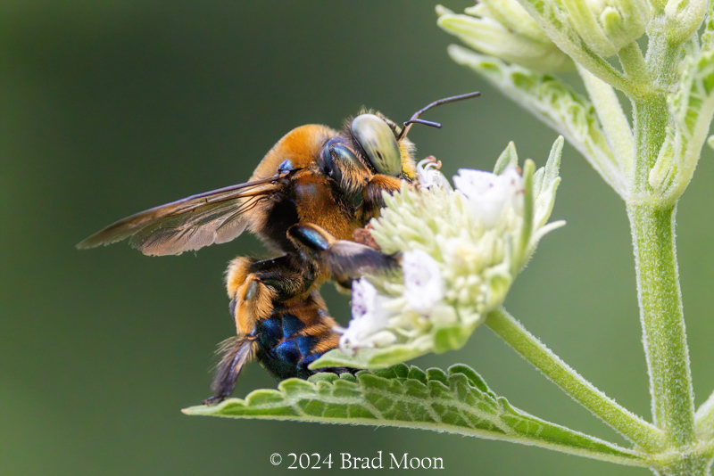 Southern Carpenter Bee in September 2024 by Brad Moon · iNaturalist