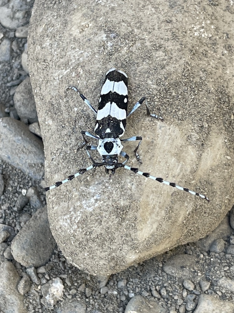 Banded Alder Borer from Creston Way, Bellingham, WA, US on September 05 ...