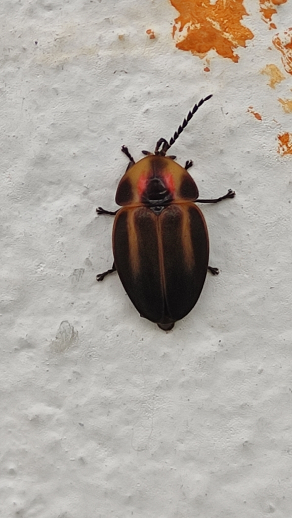 Tenaspis from Lázaro Cárdenas, MX-QR, MX on September 5, 2024 at 11:03 ...