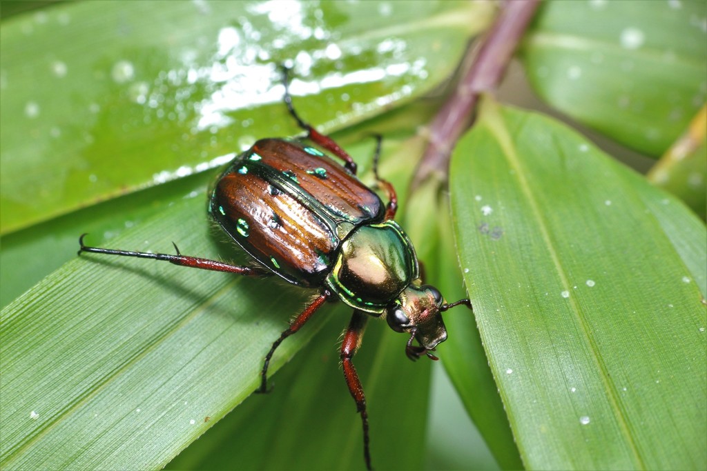 Bee Beetles and Flower Scarabs from Xico, Ver., Mexico on June 21, 2019 ...